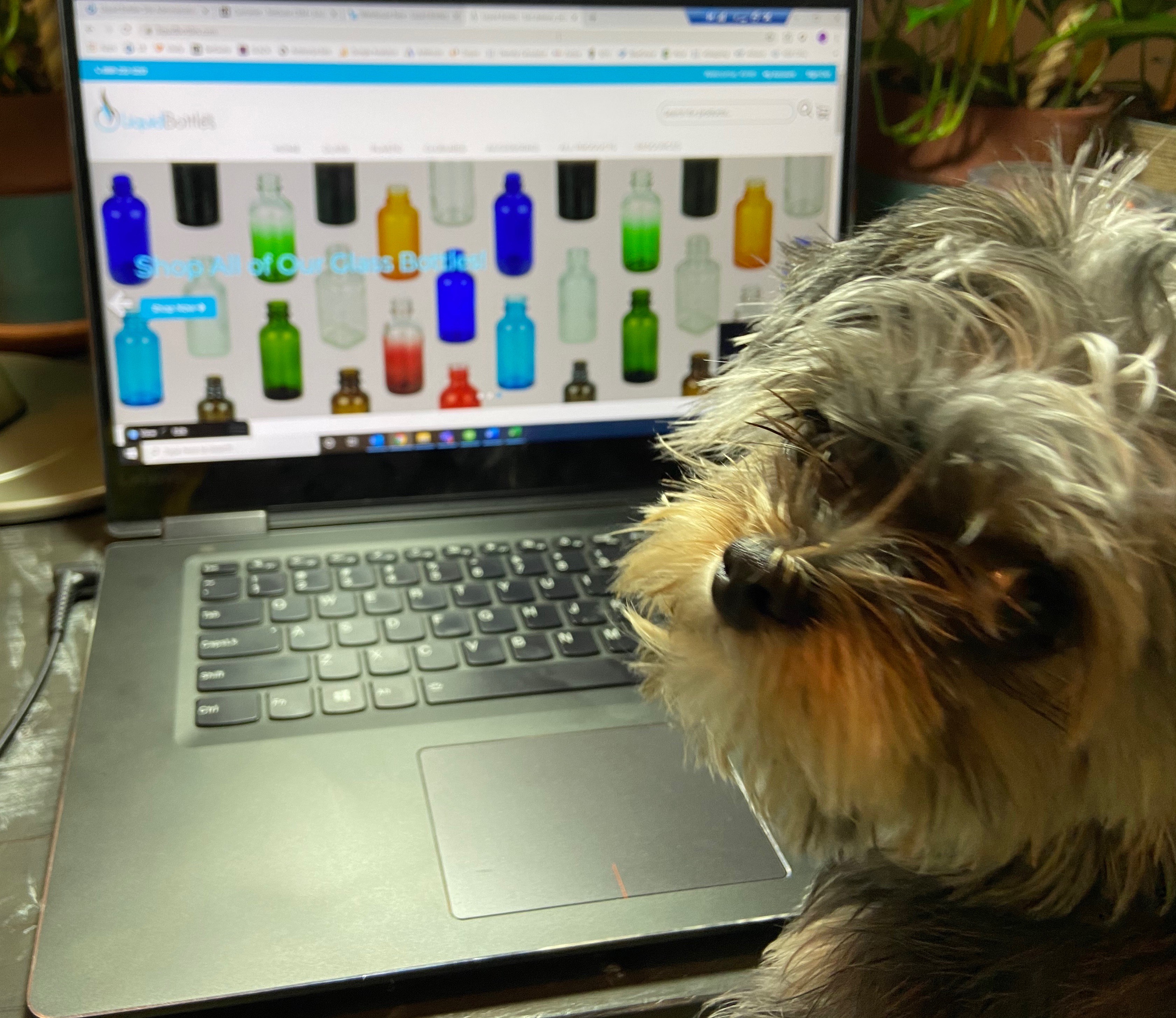 Quarantine Tips From Squiffy - Liquid Bottles Blog